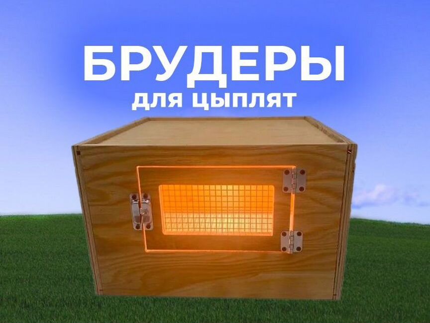 Брудер для цыплят
