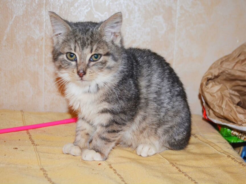 Котёнок девочка Виола.Привита.Вет.паспорт