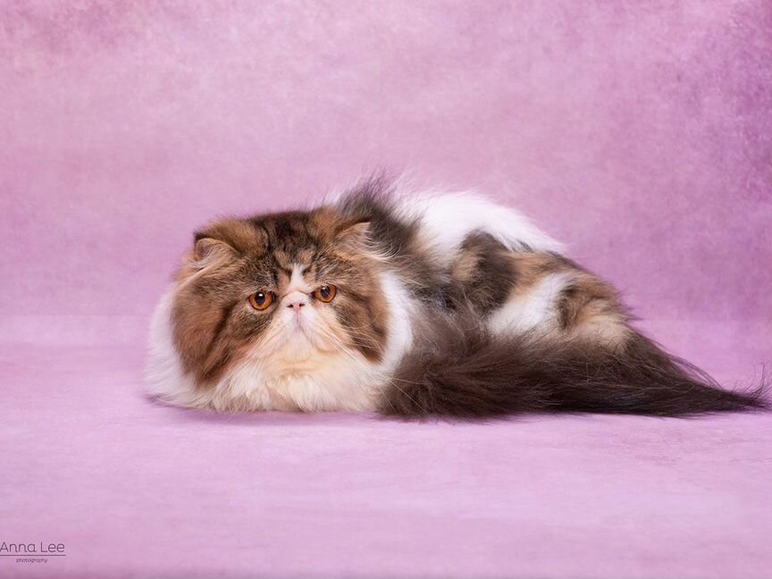 Персидский котик