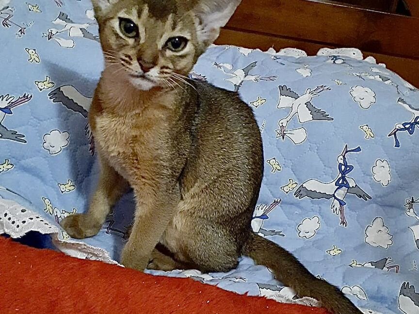 Абиссинская клубная девочка