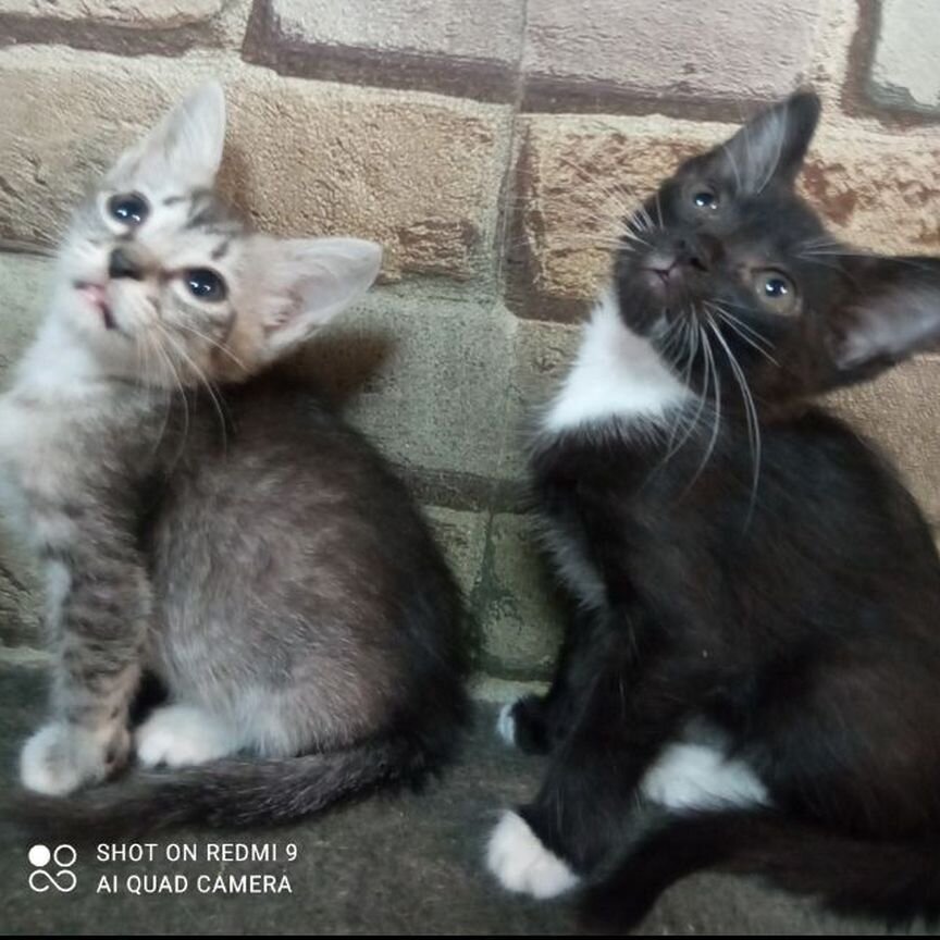 Котята в добрые руки бесплатно мальчик и девочка