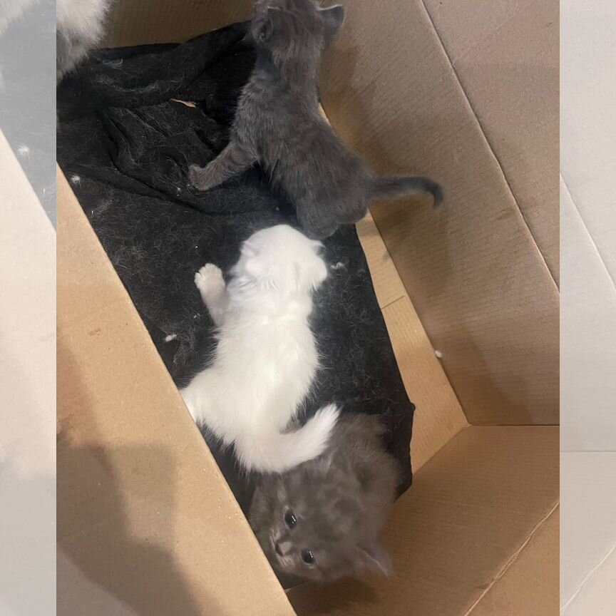 Британский длинношёрстный котёнок