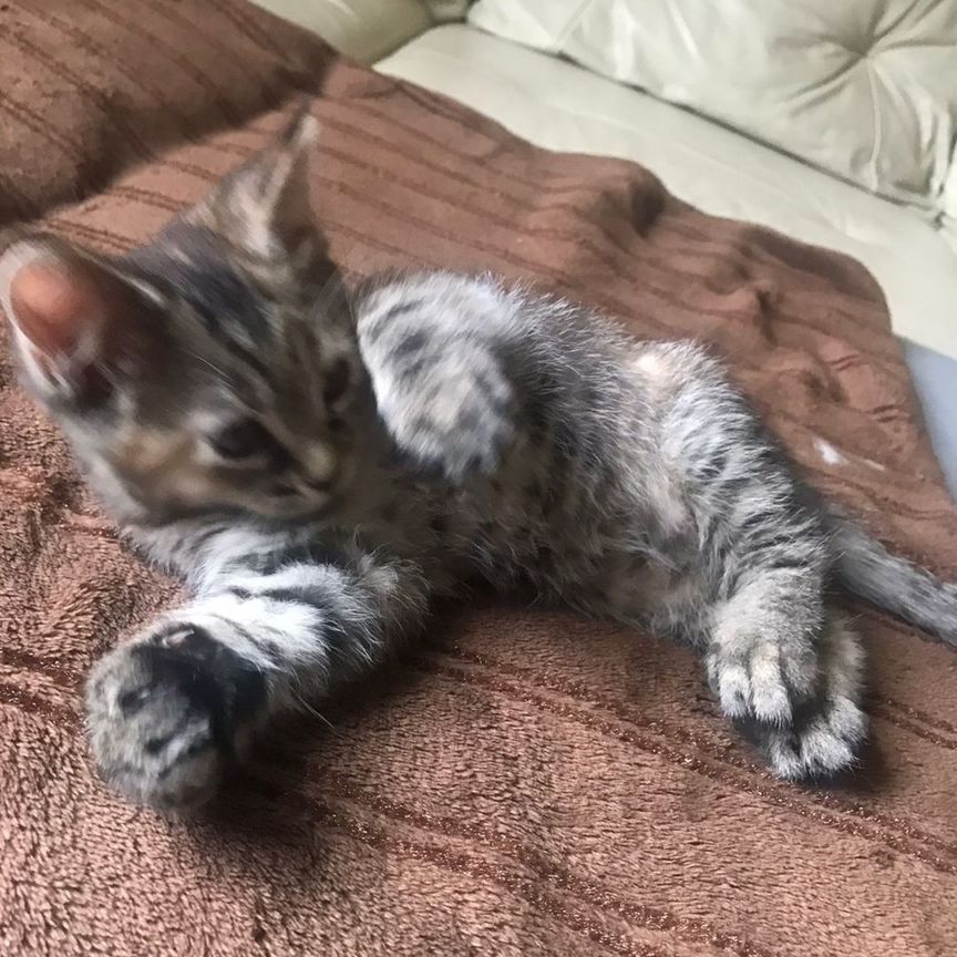 Отдам котят в хорошие руки