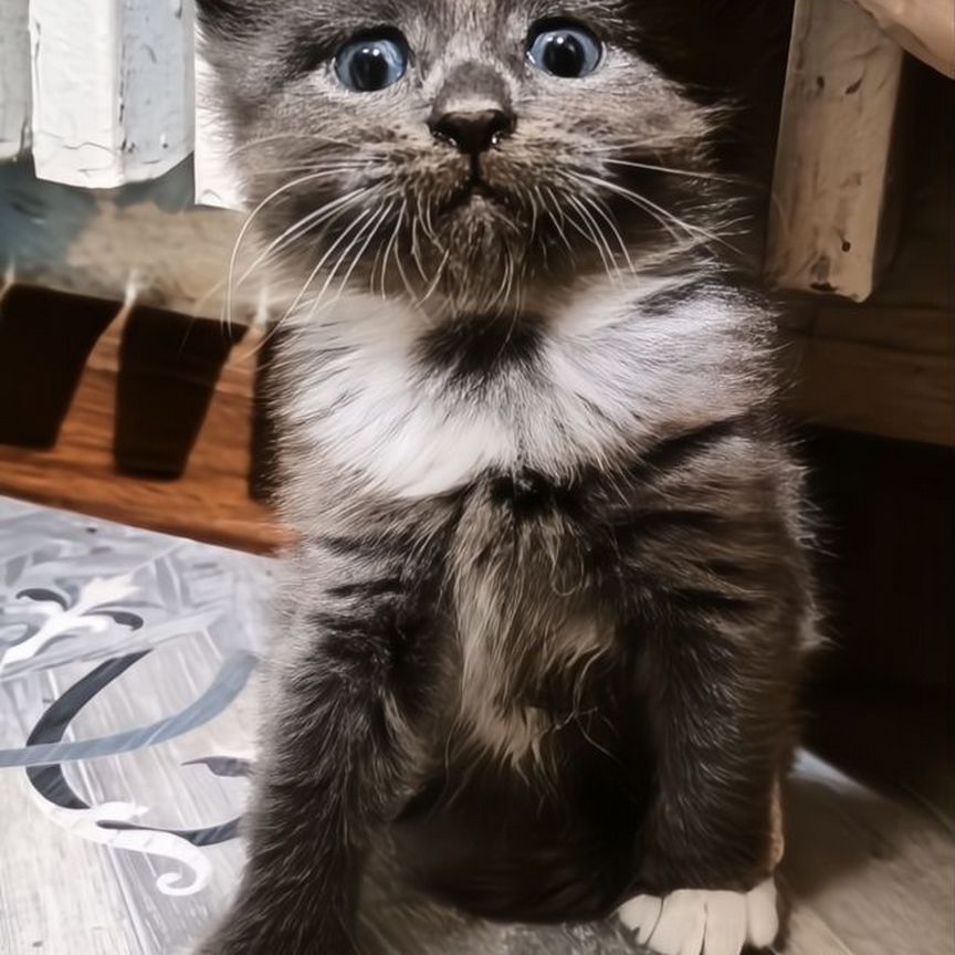 Котёнок в добрые руки