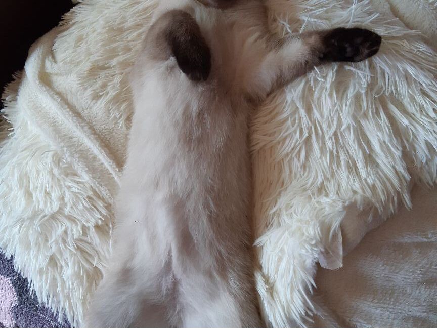 Сиамская кошка в дар