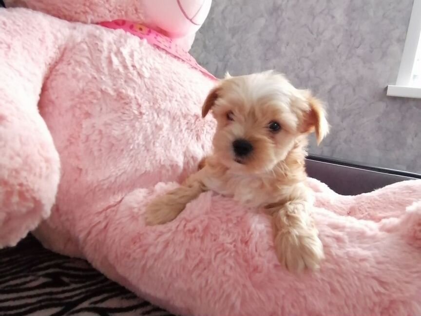 Золотистый йорк