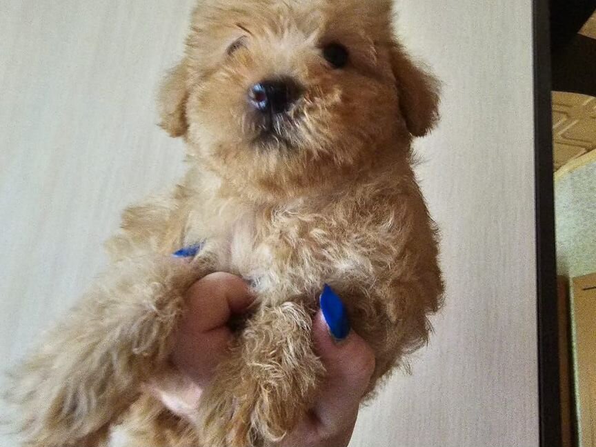 Золотой мальчишка мальтипу