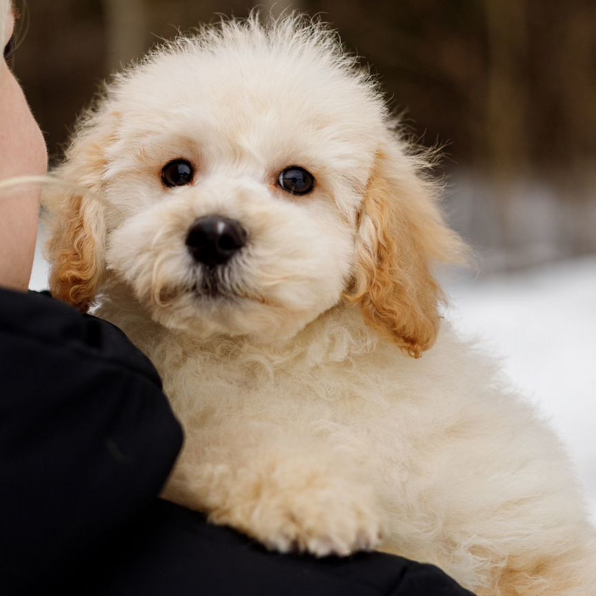 Мальтипу, щенок