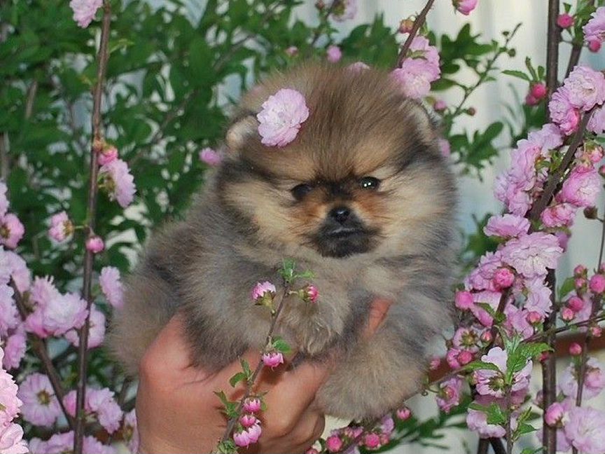 Наши залюбленные ми ми мишные малыши