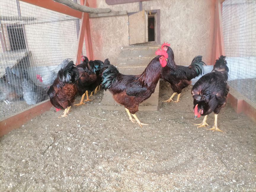 Куры Род Айленд