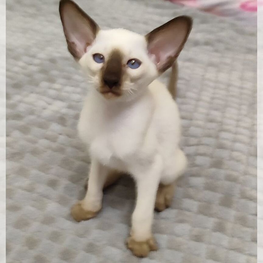 Ориентальный котёнок