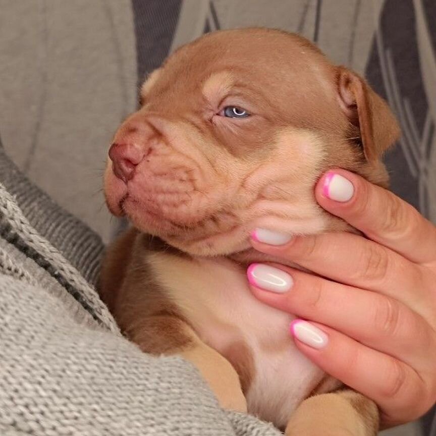 Щенок питбуля из питомника