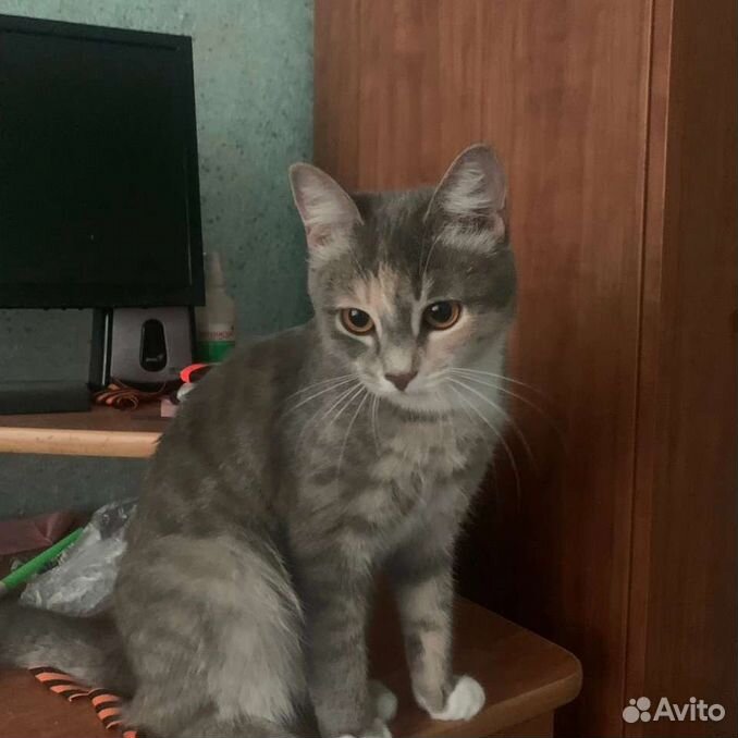 Отдам годовалую кошку