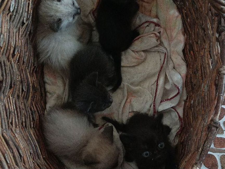 Котята отдам в добрые руки бесплатно