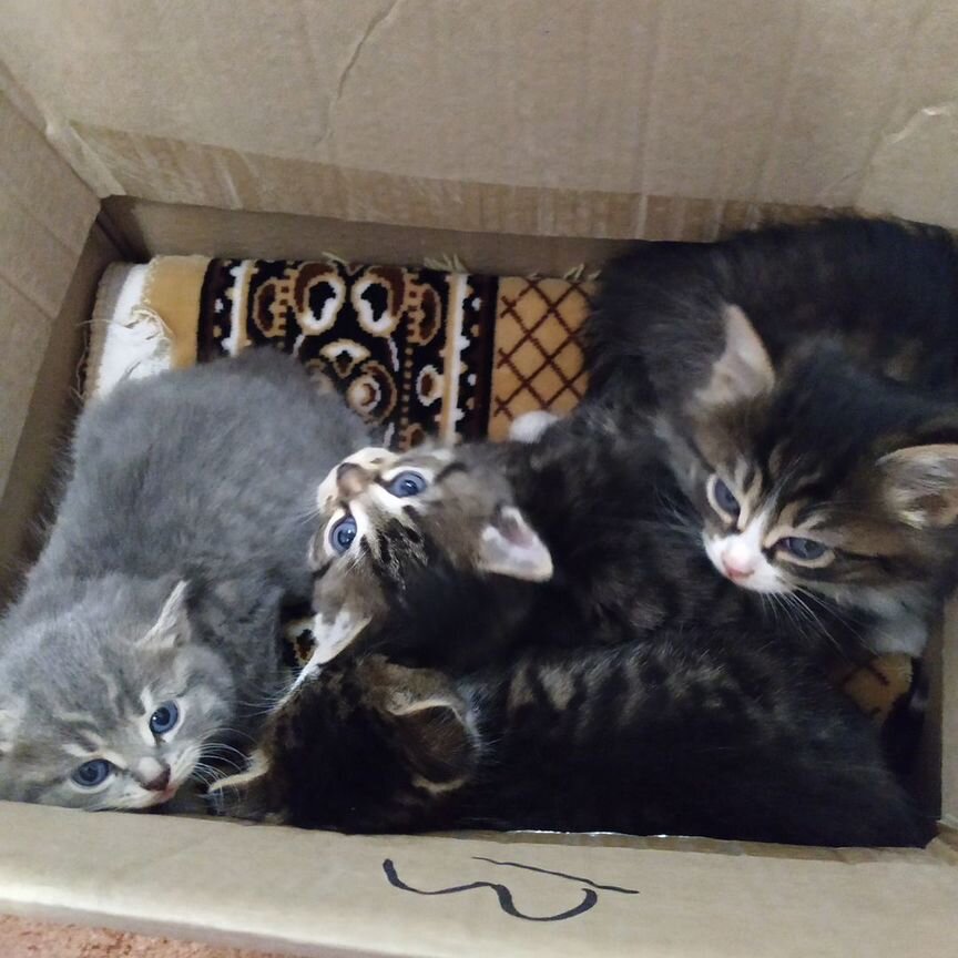 Отдам в хорошие руки котят