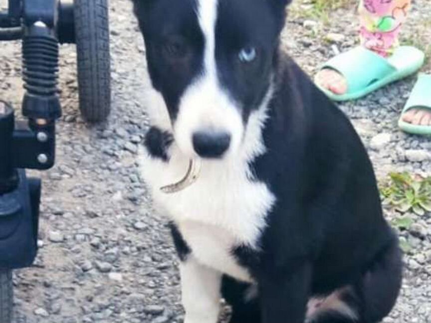 Найдена собака лайка Руско европейская