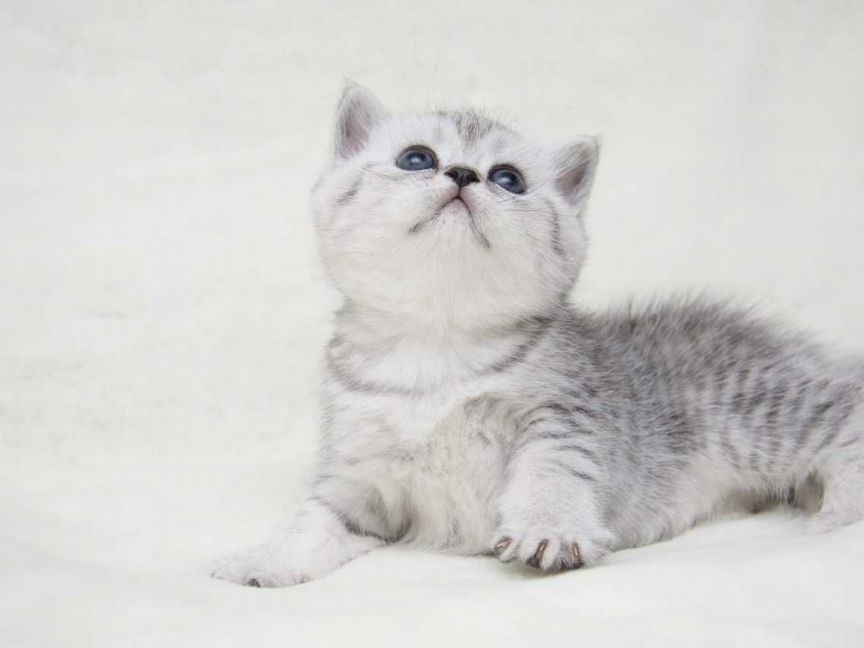 Котята серебристые