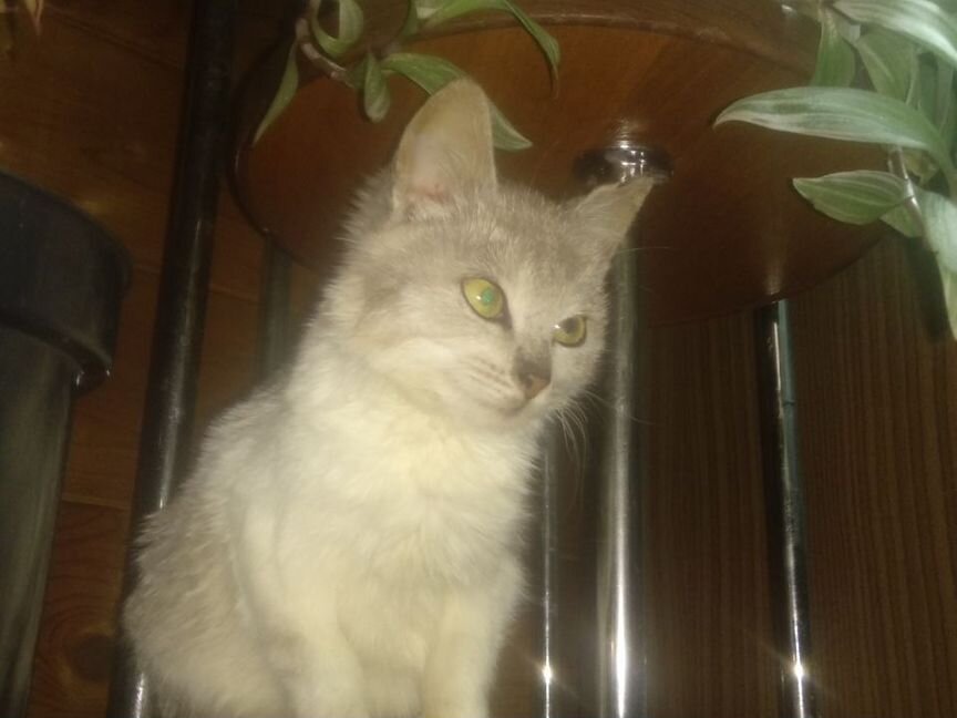 Кошки в добрые руки