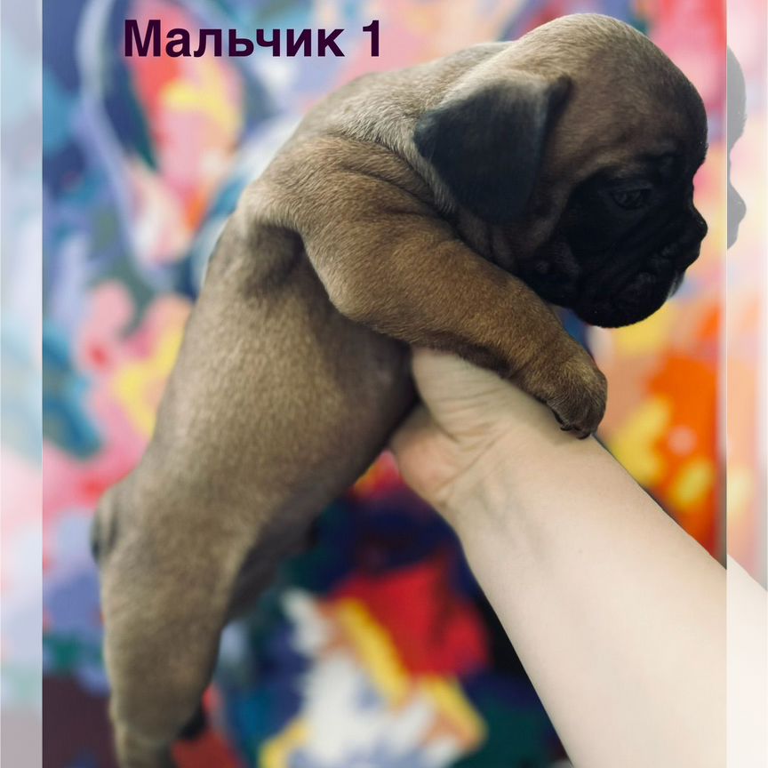 Щенок французского бульдога