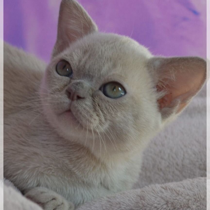 Европейский бурманский котёнок