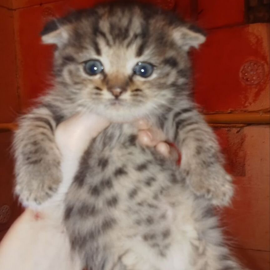 Котики
