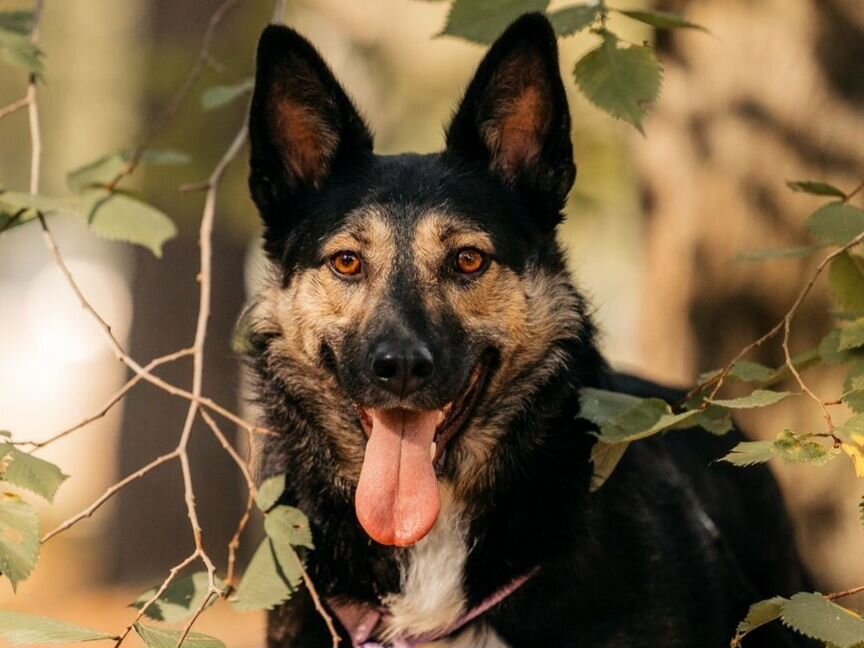 Собака в добрые руки