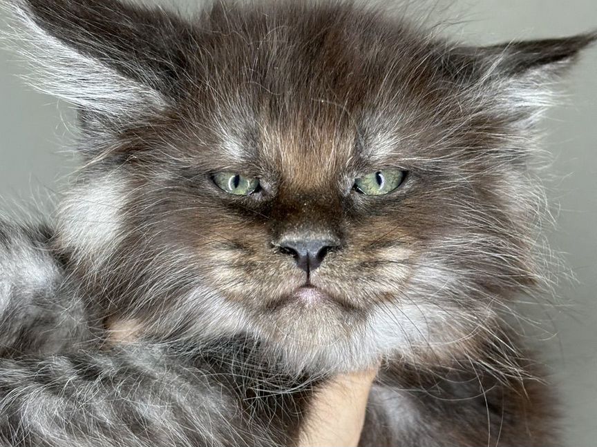 Мейн-кун великолепный котенок, питомник