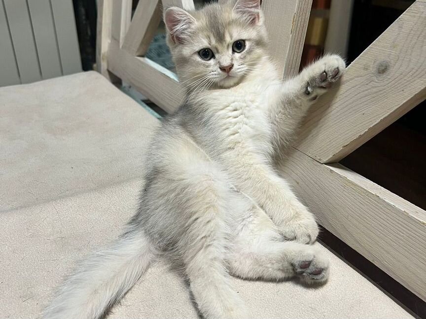 Шотландские котята