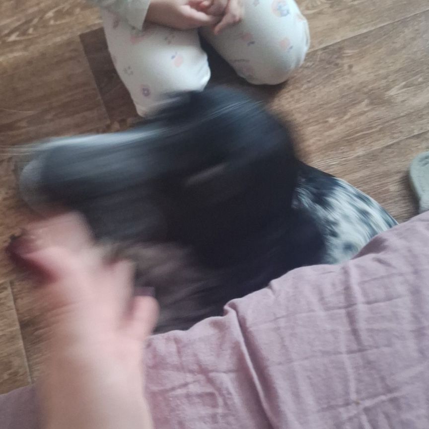 Русский охотничий спаниель, щенок