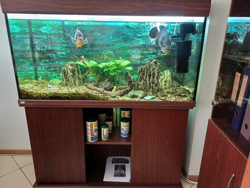 Аквариум с тумбой 300л и рыбами