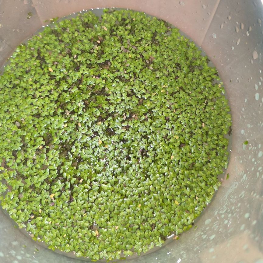 Водоросли надводные