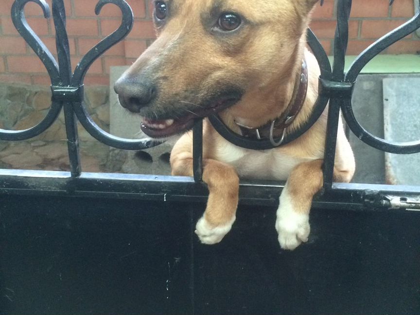 Потерялась собака