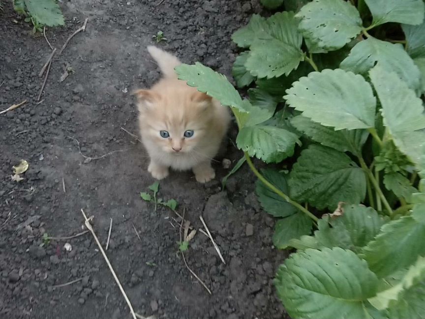 В добрые руки отдаем малыша-котика