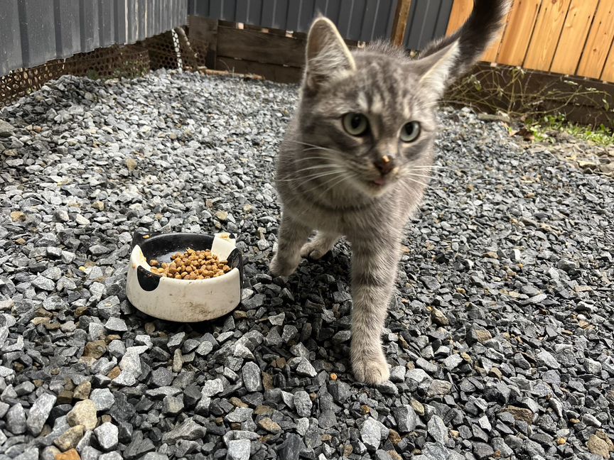 СНТ садоводЧья кошка