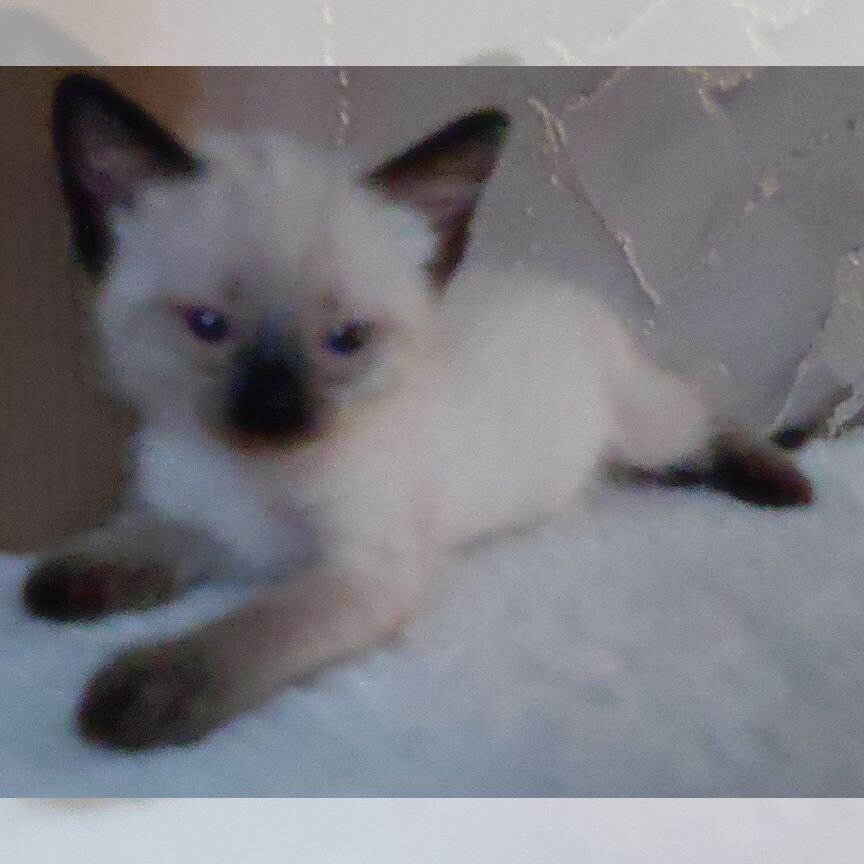 Сиамский котёнок
