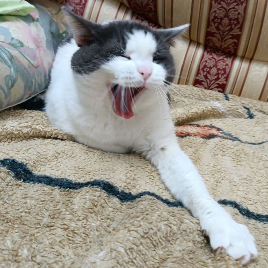 Полубританка Муся