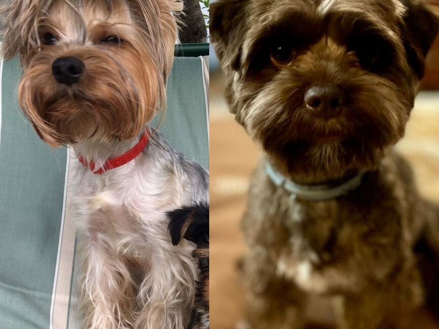 Йоркширский терьер щенки