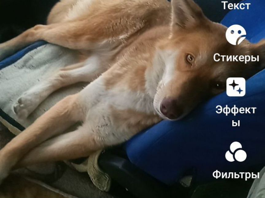 Найдена собака лайка