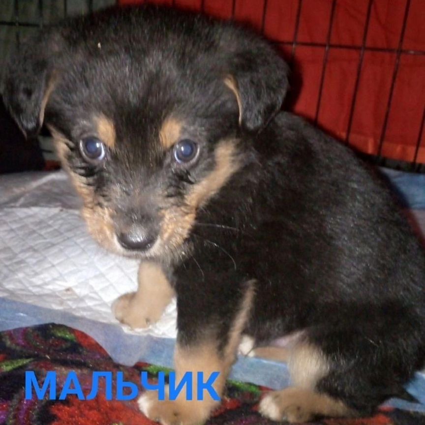 Щенок мальчик