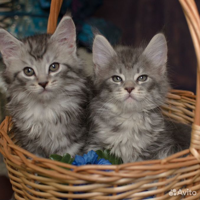 Котенок мэйнкун