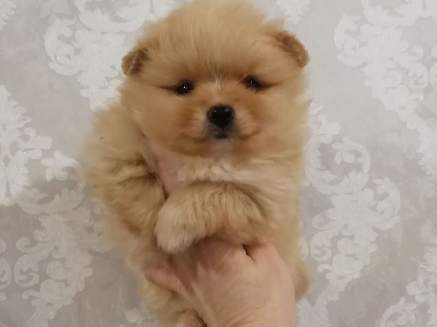 Щенки шпица