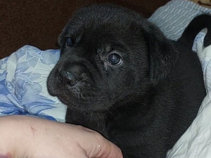 Щенки коне корсо