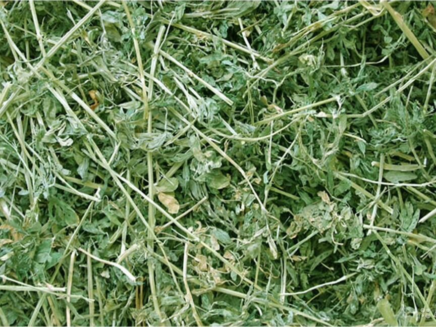 Сено люцерны