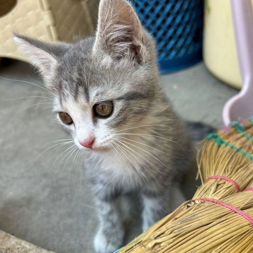 Котёнок 2.5 мес ищет семью
