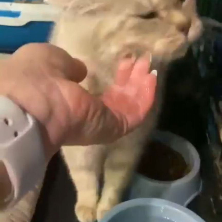 Милая Шанешка