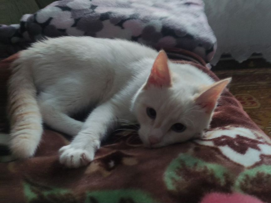 Котик в семью без детей