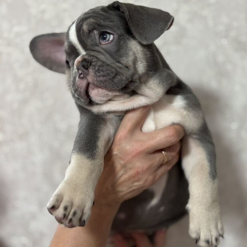 Французский бульдог, щенок