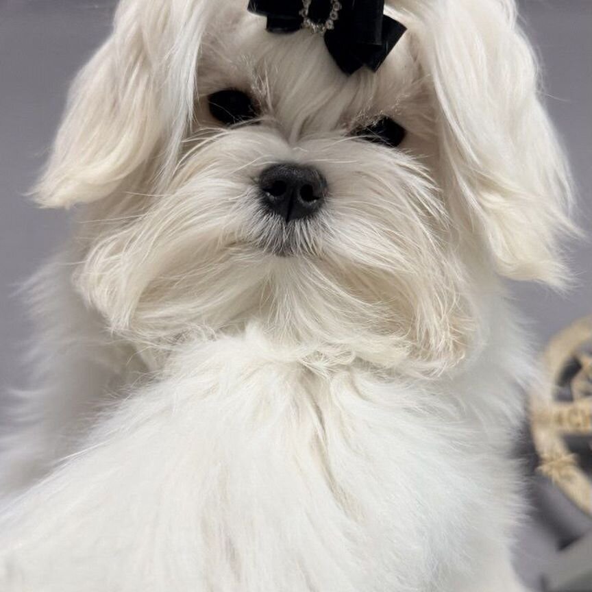 Мальтийская болонка, щенок