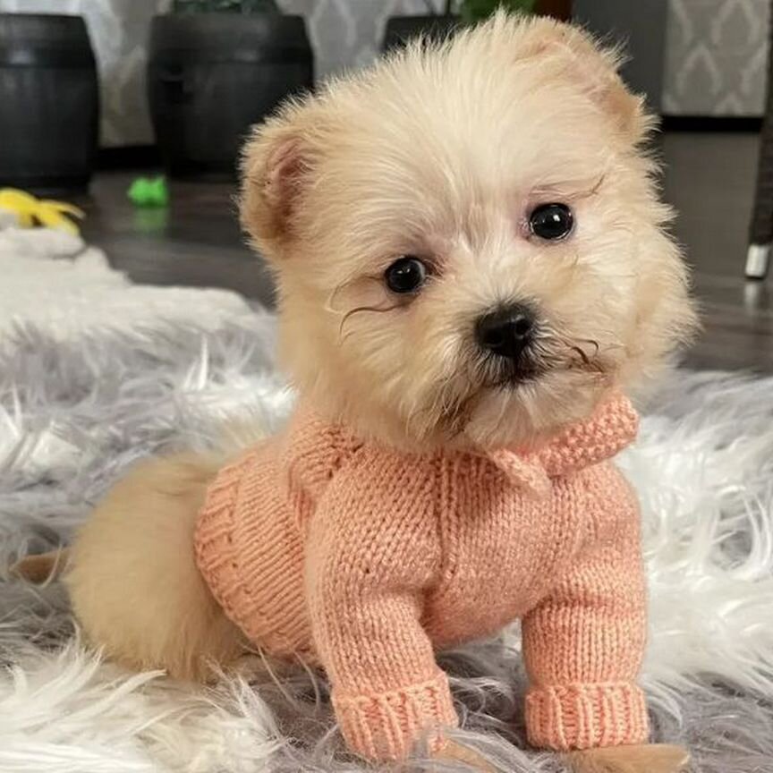 Щенок в добрые руки