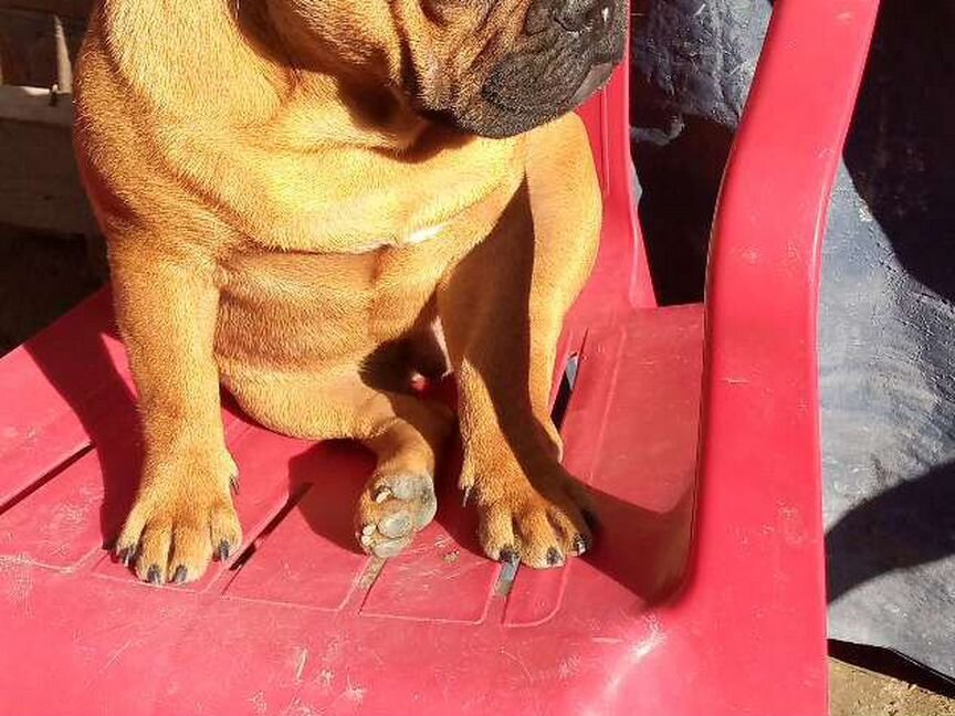 Супер яркий мальчик для вязки